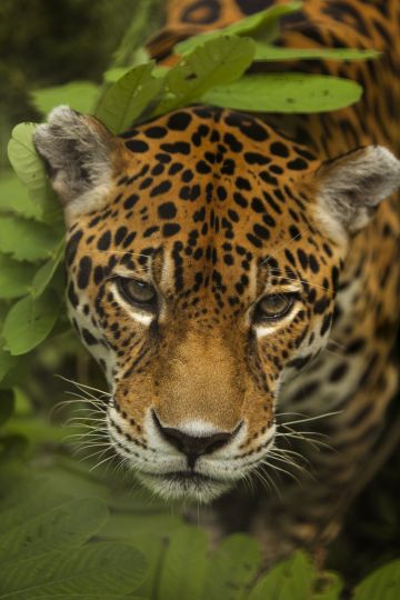Helping Save Jaguars with a Virtual Peruvian Jungle | ARC Centre of ...